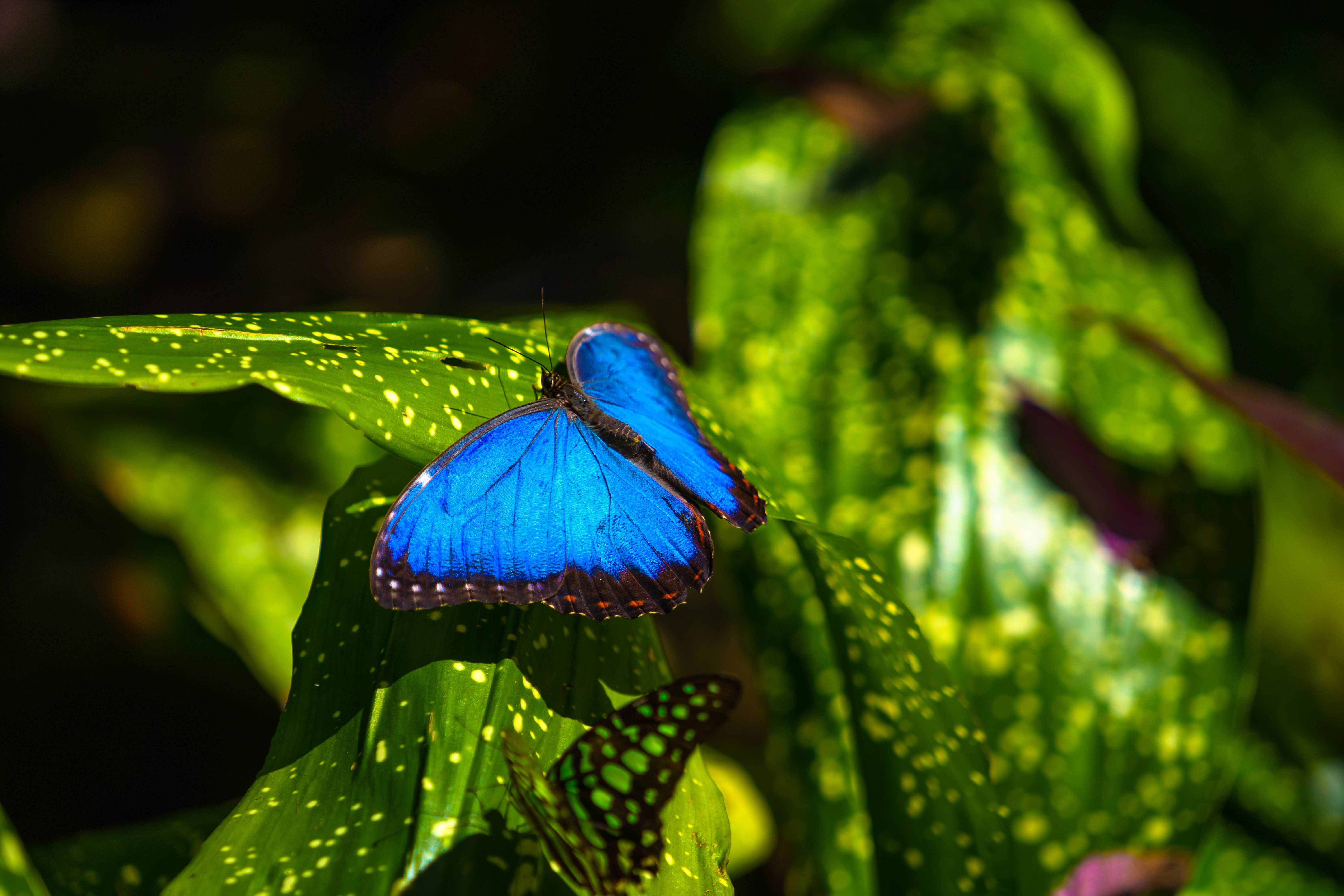Blue butterfly – Trihelix